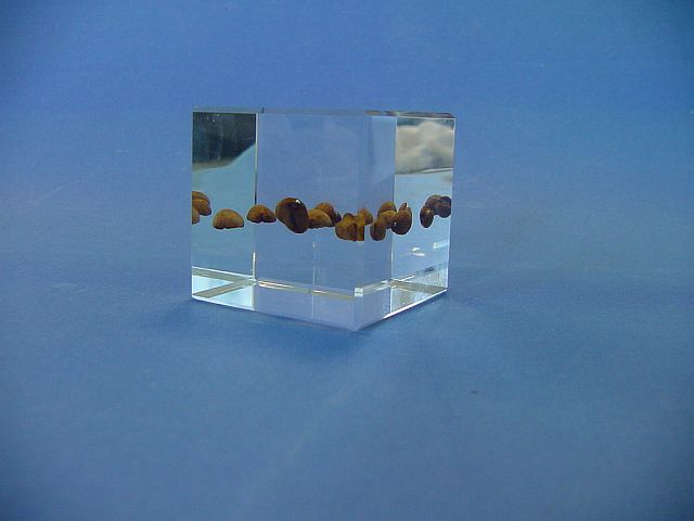 Solid Transparent Thermoplastic Acrylic Resin Used In Casting And Embedment